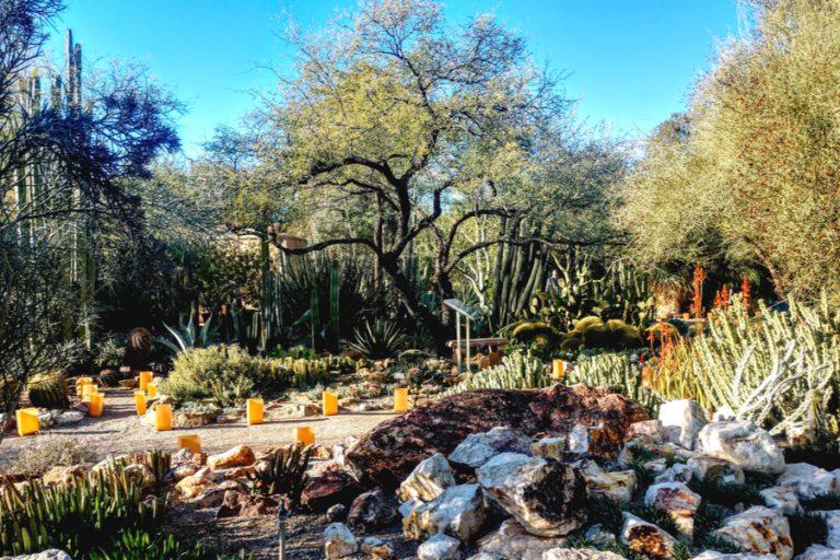 A Visit To Tucson Botanical Gardens, Beauty In The High Desert - Day 102